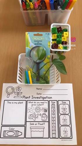 Plant Investigation Kindergarten First Grade PreK TK Spring Science ...