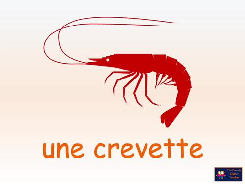 LES ANIMAUX MARINS - POWERPOINT presentation on ocean animals in French