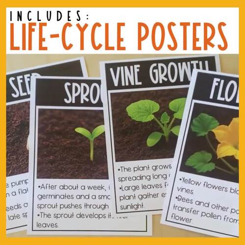 Pumpkin Life Cycle, Investigation & Craft, Kindergarten, 1st Grade, 2nd ...