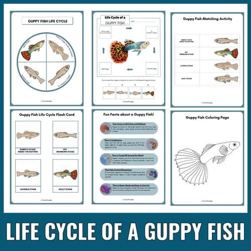Guppy Rainbow Fish Life Cycle | Freshwater Fish Science Unit Study ...