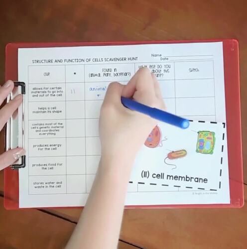 Cell Structure and Function Scavenger Hunt - Animal, Plant, and Bacterial