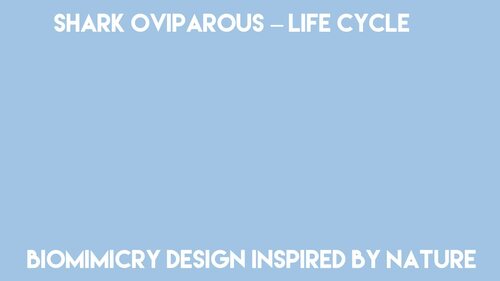 Shark Life Cycle Oviparous | Biomimicry Design Nature Compatible with NGSS