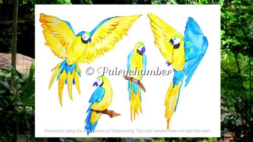 Vibrant Macaw Parrots Clip art for Classroom Fun by Fairychamber