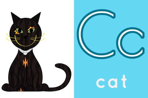 Think outside the box cat | TPT