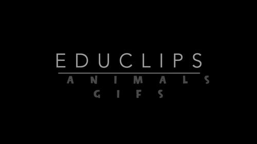 GIFs - Animals - Animated Images - {Educlips} by Educlips | TPT