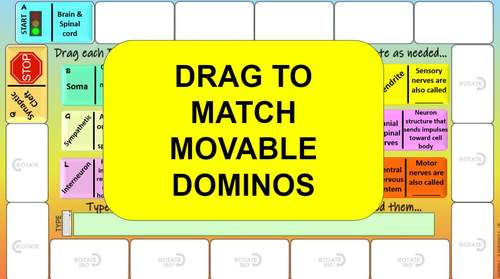 Nervous System DIGITAL DOMINOS for Google Slides by Teamwork Toolbox