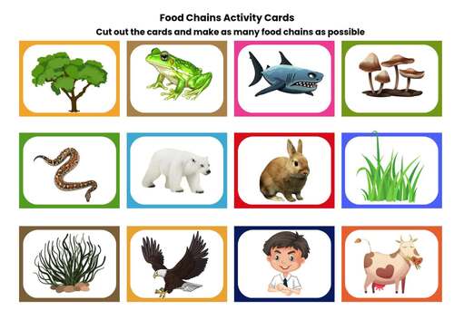 Food Chains Mega Bundle | Activity Cards, Display Set & Digital Easel ...