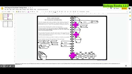 Digital DNA Model by Biology Roots | TPT