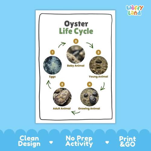 Oyster Life Cycle Chart & Cut and Paste Activity | Ocean Mollusk Biology