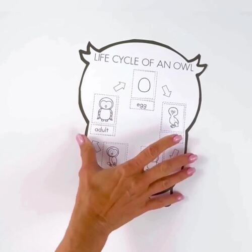 Owls Nonfiction Reading Informative Writing All About Owls | TPT