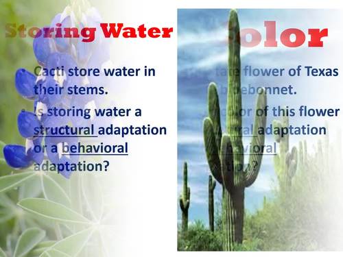 Plant Adaptations Structural or Behavioral Quiz by The Teacher down the ...