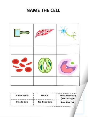 The Cell Worksheets | Plant & Animal Cells, Cell Theory, Organelles ...