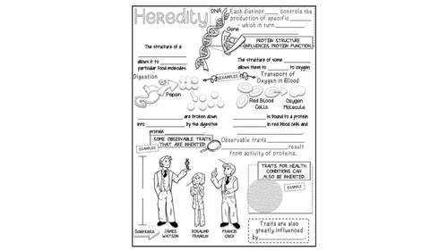 Heredity Doodle Notes & Quiz by Black-Eyed Susan Science | TPT