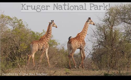 Kruger National Park Safari Virtual Field Trip - South Africa - Game ...