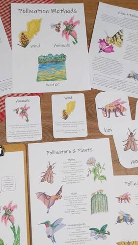 Pollination Unit: a full lesson set with activities, handouts, & worksheets
