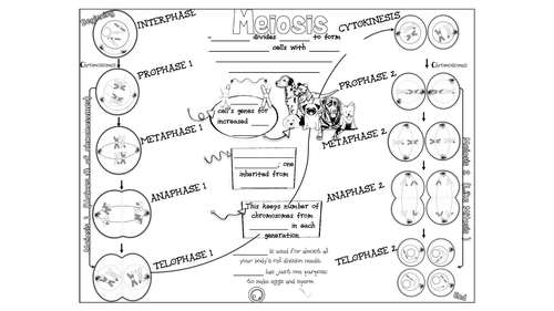 Meiosis Doodle Notes & Quiz + PowerPoint | Cell Division & Genetic ...