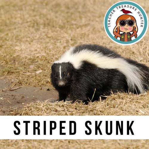 Striped Skunk information page for researching and writing desert ...