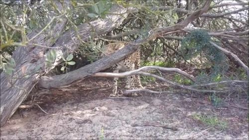 CHEETAH - Interactive PowerPoint presentation with video snippets