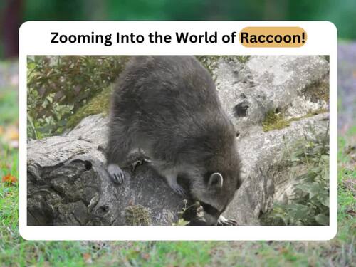 NO PREP All About Raccoons Presentation, A Wild Animal Adventure 3rd ...