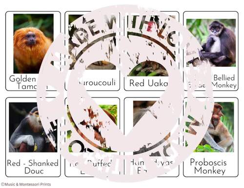 Primates/Monkeys/Montessori 3 Part Cards/Info Cards/Diet/Old&New World ...