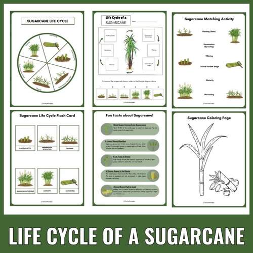 Sugarcane Plant Life Cycle Worksheet: Crop Science Unit Study & Fun Facts!