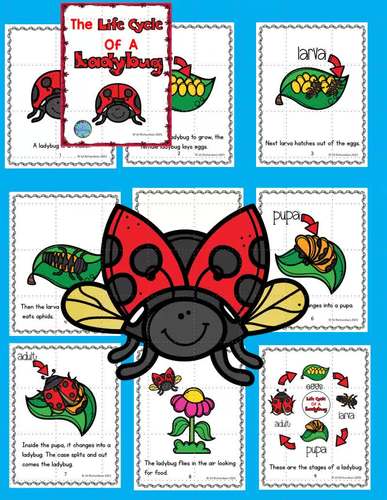 Life Cycle Bundle for Little Learners - Insects - Preschool ...