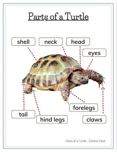 Montessori Science Puzzle: Parts of a Turtle for PreK-G3 | TPT