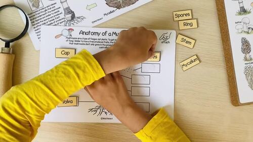 Mushrooms Unit Study - Life Cycle & Anatomy - Nature Study Activities