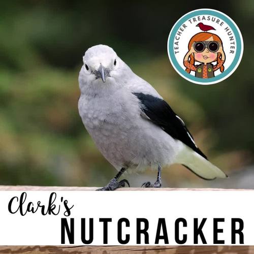 Clark's Nutcracker bird information page for reading and animal reports
