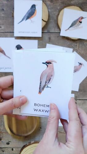 Winter Birds 3 Part Cards, Montessori Matching Activity, Vocabulary ...