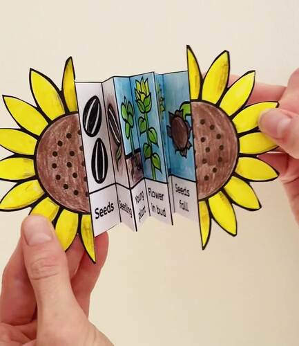 Plant life cycle foldout bundle - sunflower, pumpkin, apple, bean