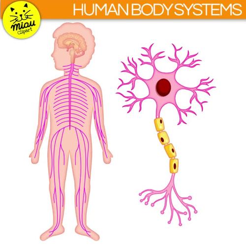 Nervous System Clipart