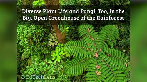 Rainforest Plant Biodiversity, Reproduction, Fungi, & Decomposition ...