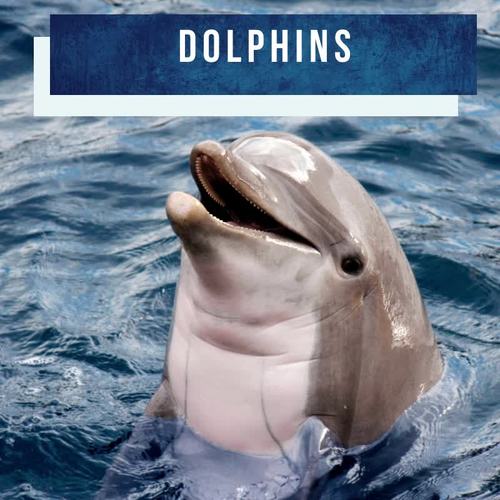 DOLPHINS Ocean Animal Research and Reading Pages Writing Animal Reports