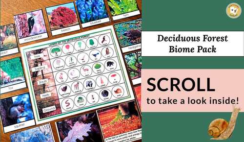 Deciduous Forest Biome Characteristics Animal Plant Adaptations ...