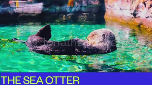 Young Geniuses: The Sea Otter - Online Learning | TPT