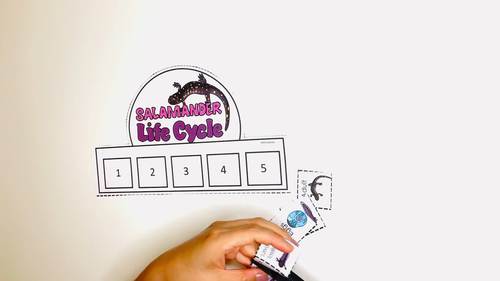 Salamander Life Cycle | Salamander Animal Research | All about Salamanders