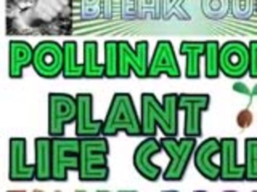 Break Out: Pollination plant life cycle escape room (in person and remote)