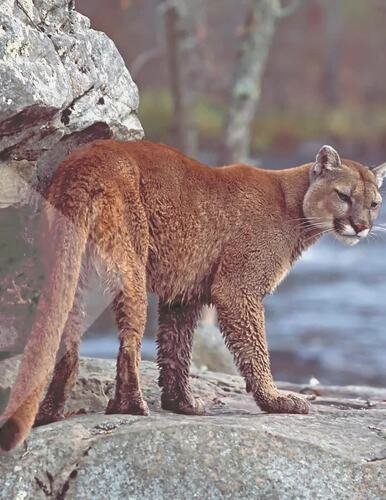 ECR- English I - Extended Constructed Response -Informational Fiction ...