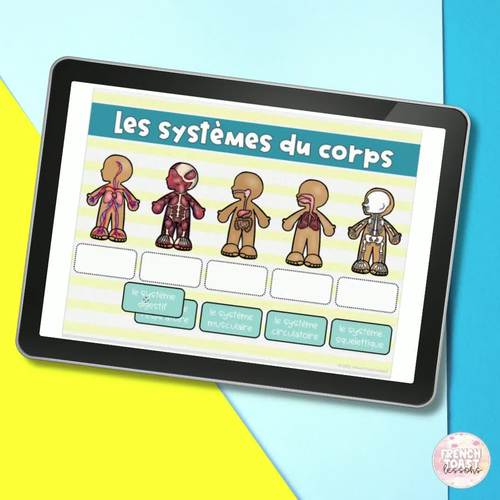 French Respiratory System Digital Activities | Le corps humain | TPT