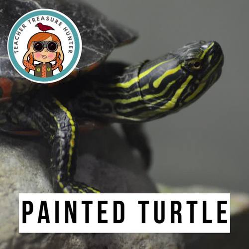 Painted Turtle for pond wetlands animal research report and nonfiction ...