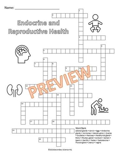 Endocrine and Reproductive Health Vocabulary Puzzles | Health | TPT