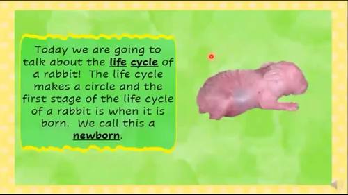 All About Baby Bunny Rabbits No Prep Unit | TPT