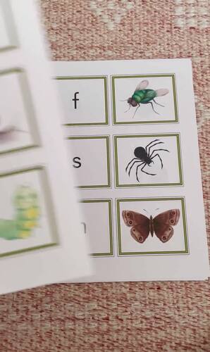Insect Beginning Sound Cards | Sound Cards | Phonetics | Pre K | TPT