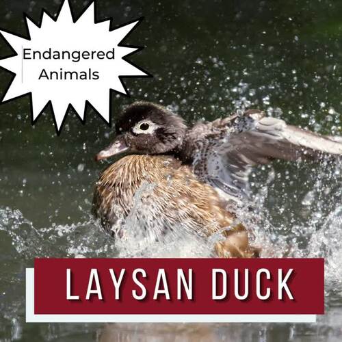 Laysan Duck of Hawaii | Endangered Animal research page for animal report