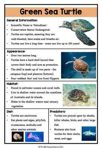Green Sea Turtle Information Texts | Diagrams | Paragraph Writing | Art ...