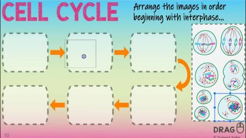 CELL CYCLE & MITOSIS ~ Interactive Digital Resource for Google Drive ...