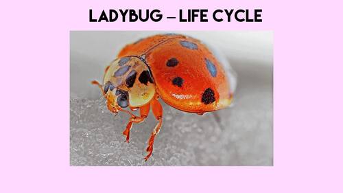 Ladybug Project | Explore the Life Cycle | Biomimicry Design Activities