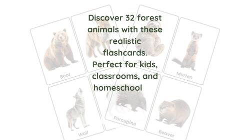 Forest Animals Flashcards – 32 Realistic Picture Cards for Kids | TPT