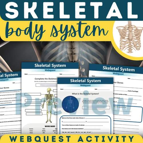 Skeletal System Bones Webquest Human Body Systems Activity Anatomy ...